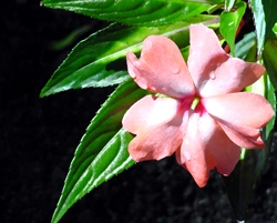 Reconstruction | OncoLink